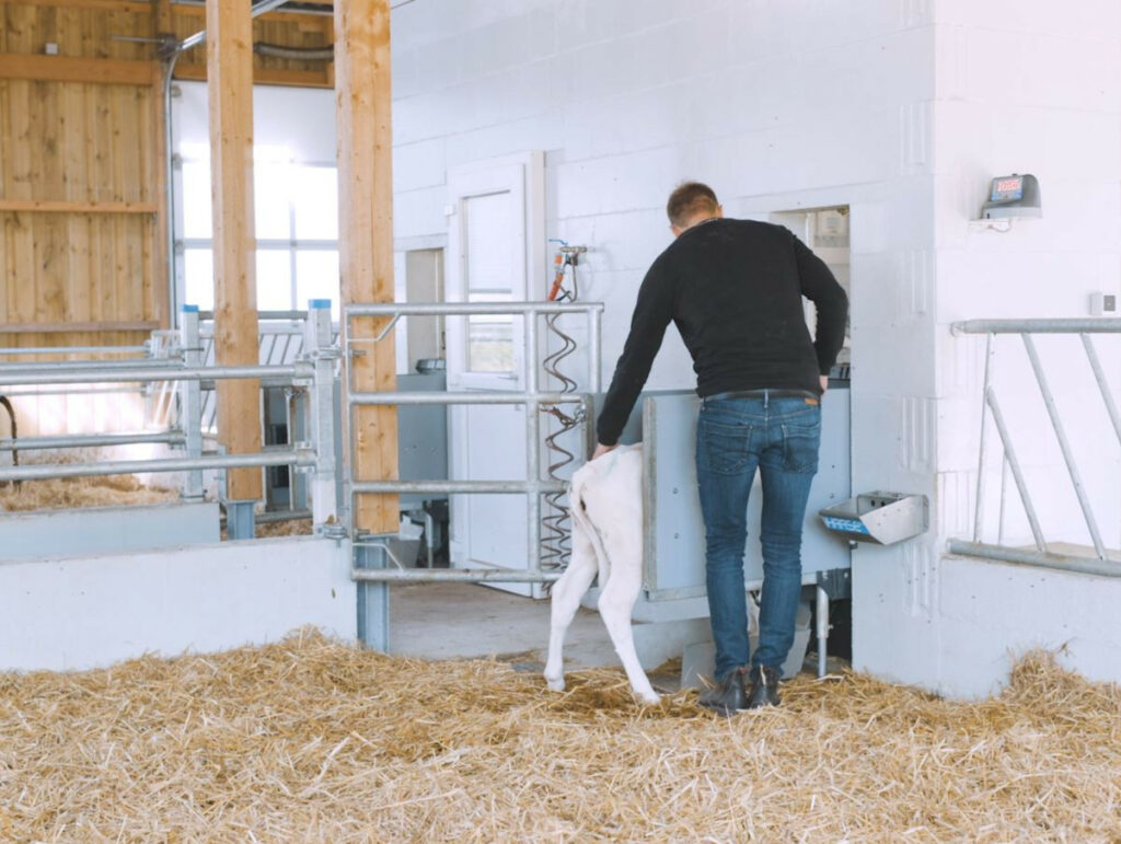 Top 10 starter tips for calf feeders