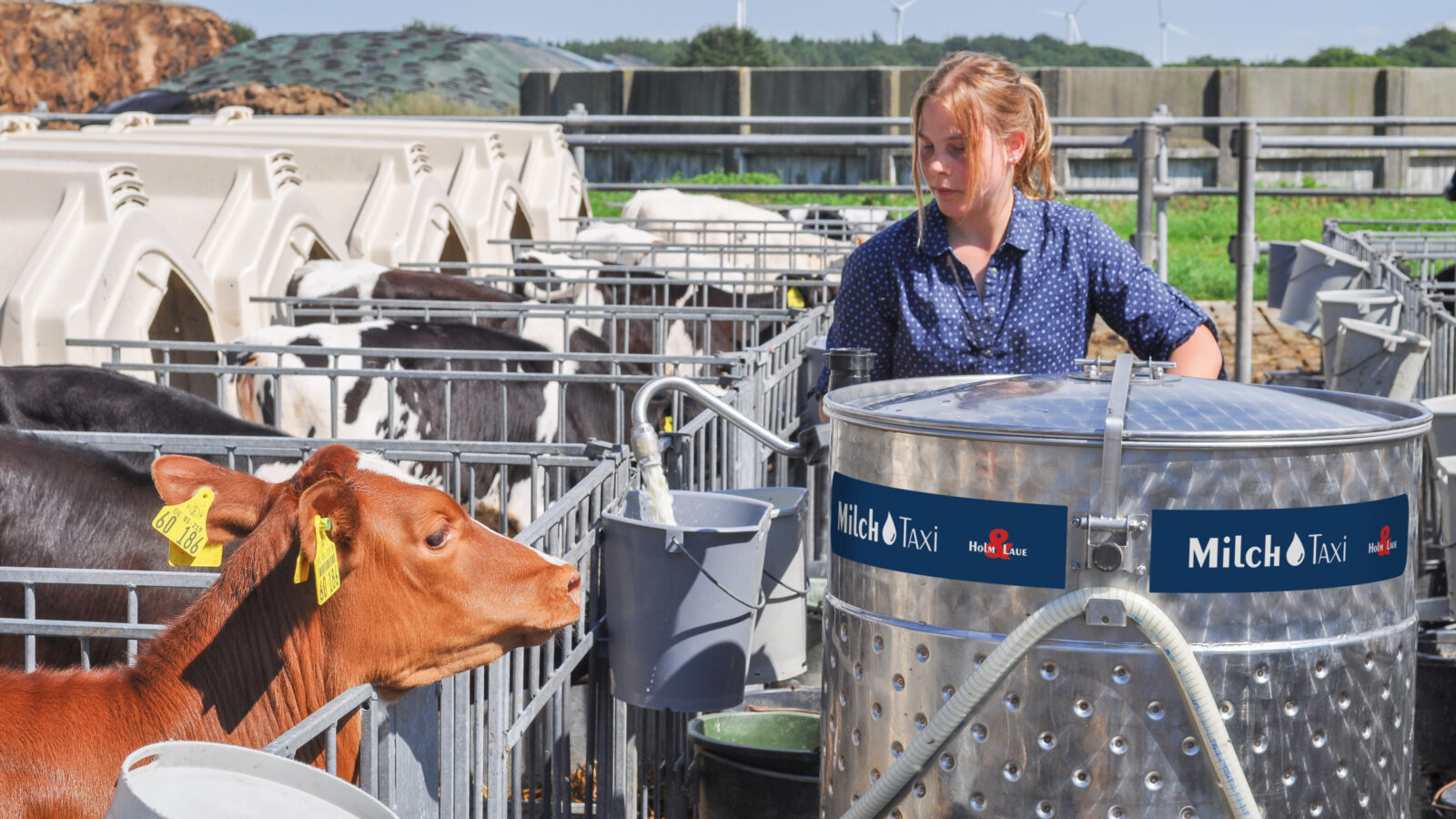 Calf Feeding